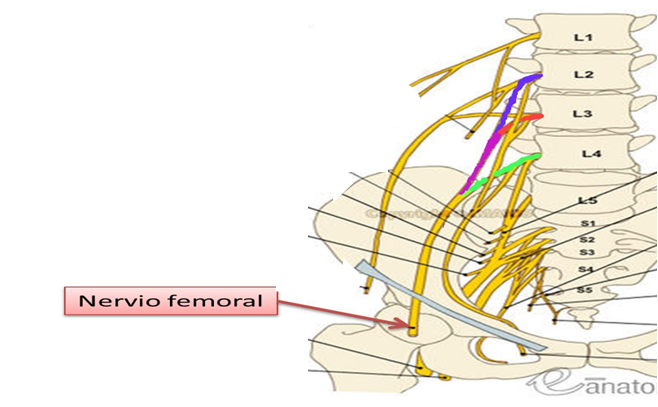 Medicina Para Todos: Ramas del plexo lumbar