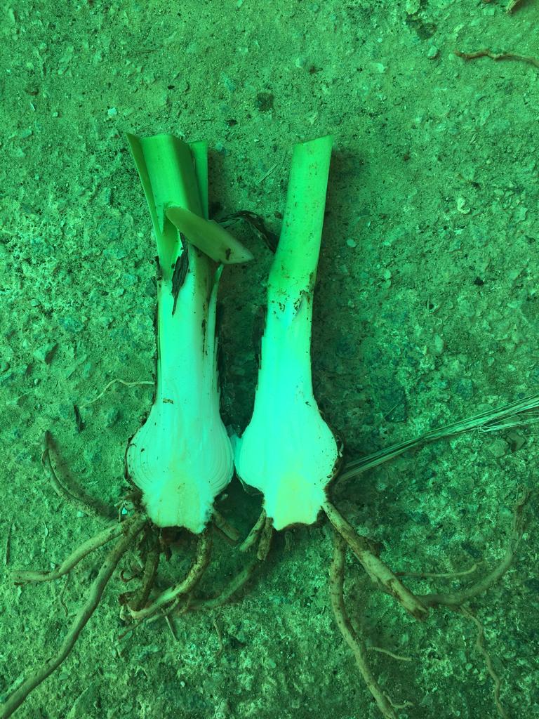 PEMBIAKAN VEGETATIF (BEBAWANG/BULBS) & CANTUMAN BAJI