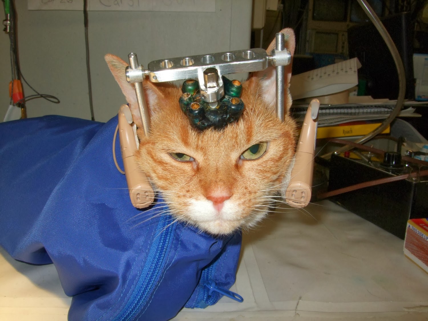 Animal Testing for Medical Research