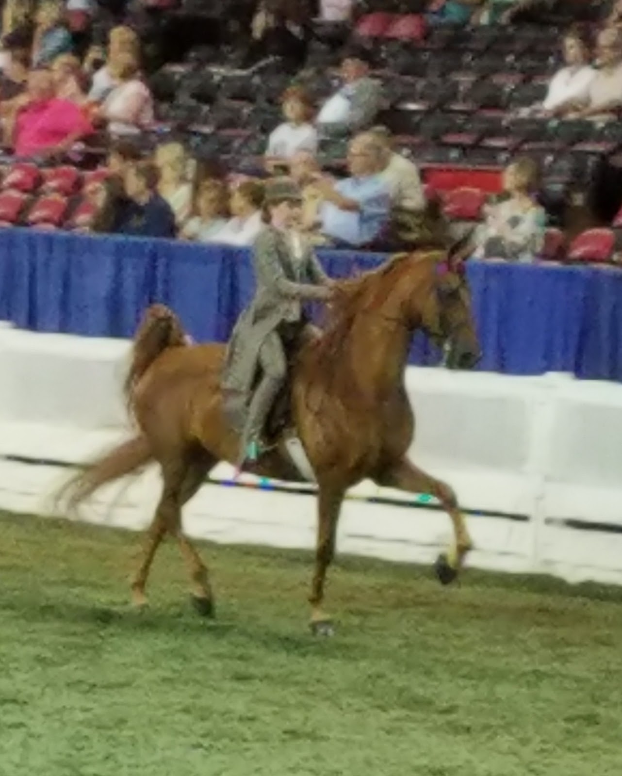 The American Saddlebred: 8/25/17 World's Championship Horse Show at ...