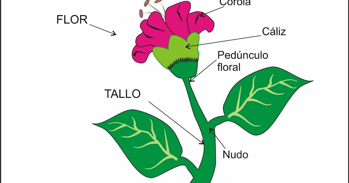PROFESORA CECILIA FLORES: LAS PLANTAS TERCERO BASICO