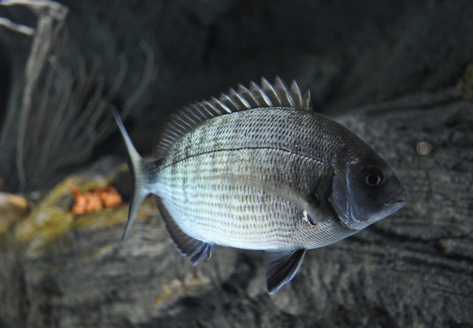 ZOOTOGRAFIANDO (6.100 ANIMALS): SARGO COMÚN / WHITE SEABREAM (Diplodus ...