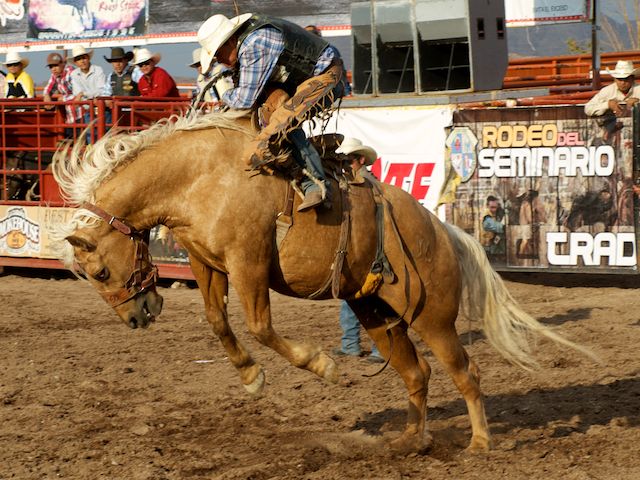 a donde vamos: CABALLO CON MONTURA RODEO DEL SEMINARIO 2012