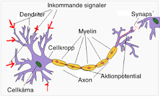 Hjärnfysik - en blogg om hjärnan och löpning: Löpning, synapser och ...