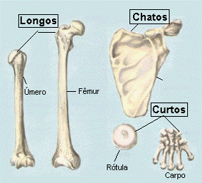 dezembro 2015 ~ Saúde Humana