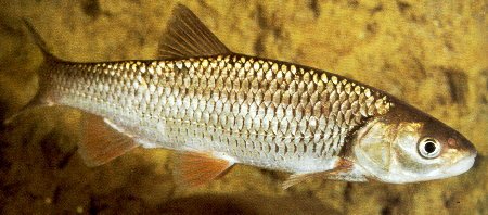 Artes de Pesca: VAMOS A PESCAR CACHOS