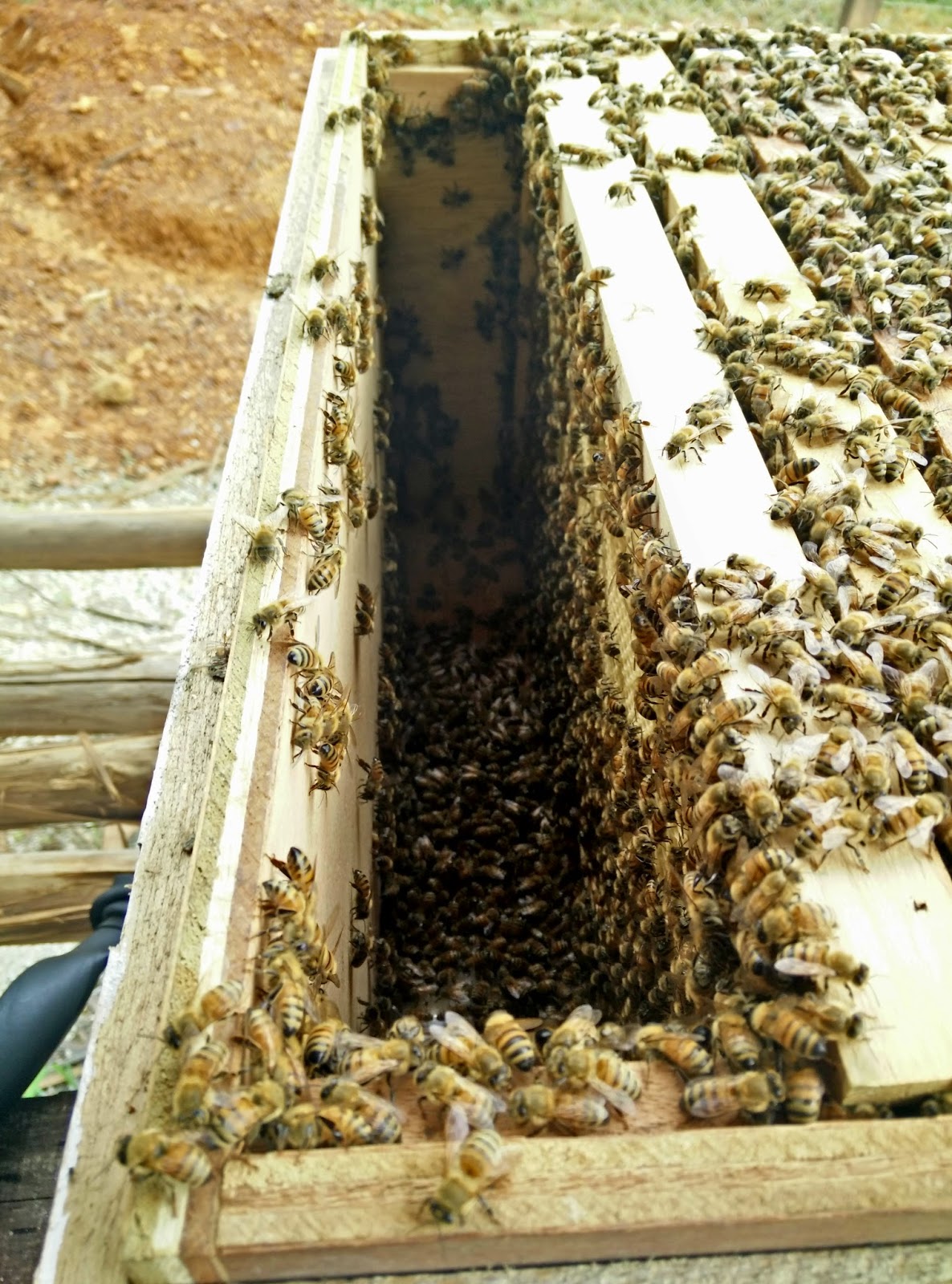 12 Khasiat Madu Lebah Asli. Amalan Meminum Madu Adalah Satu Sunnah ...