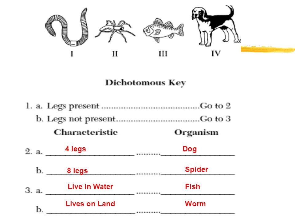 Grade 9: Sem1Chapter 1Characteristics and classification of Living ...