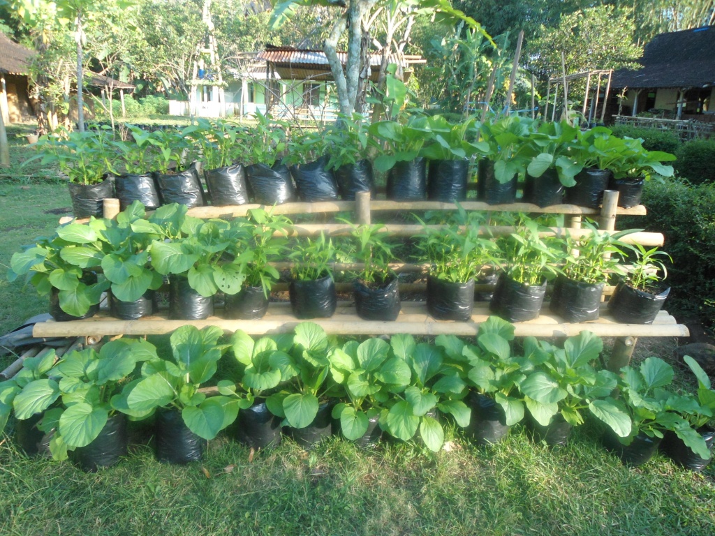 PEMANFAATAN PEKARANGAN - pemuda tani