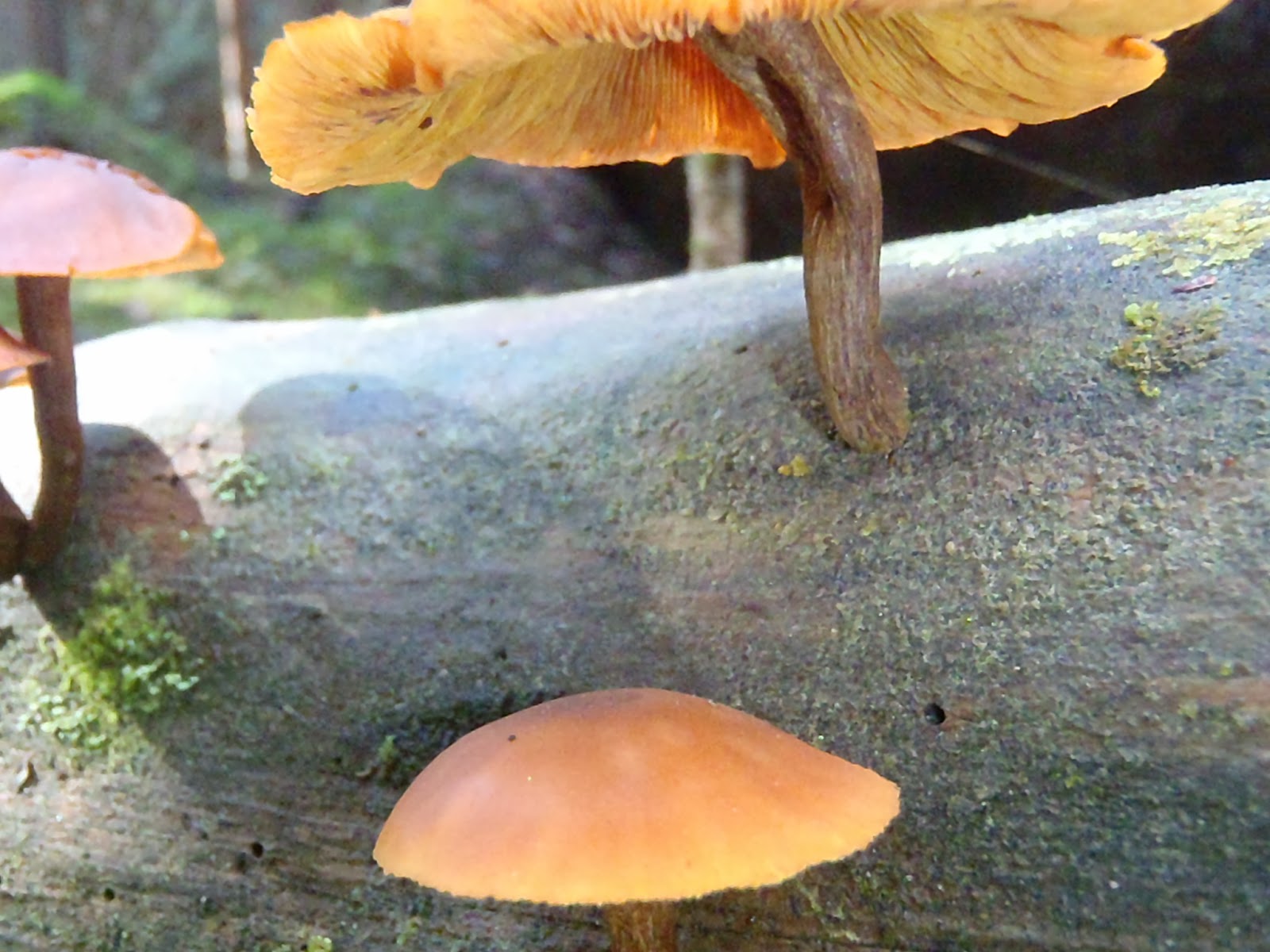 Samin luontokuvia nature photos: SIENIÄ