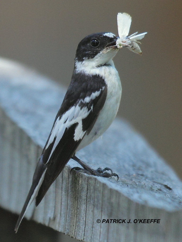 Raw Birds: SEMI COLLARED FLYCATCHER [Male] (Ficedula semitorquata ...