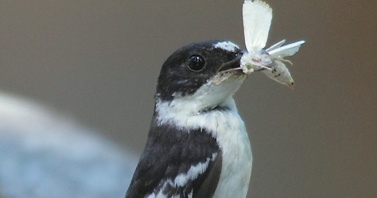 Raw Birds: SEMI COLLARED FLYCATCHER [Male] (Ficedula semitorquata ...