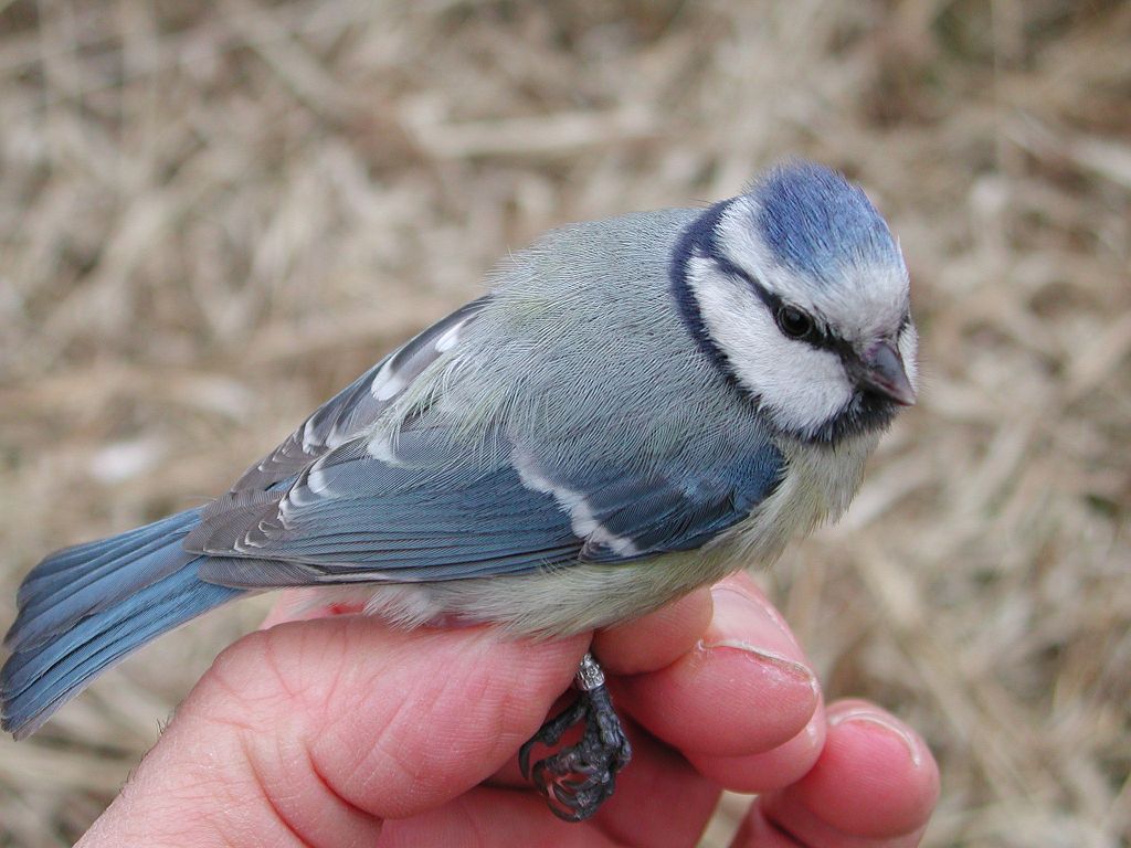 C.R.O.S. Varenna: Cinciarella da identificare