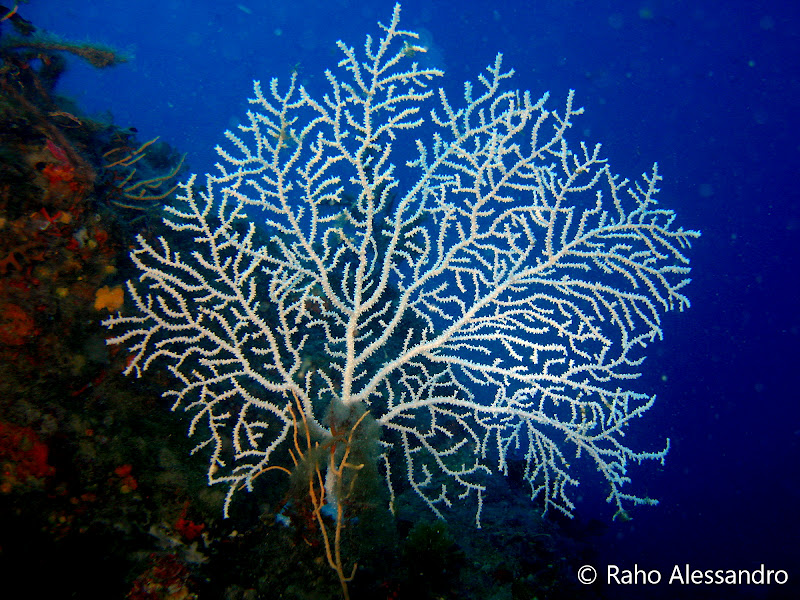Necton e Plancton: Cnidari: Gorgonia Verrucosa