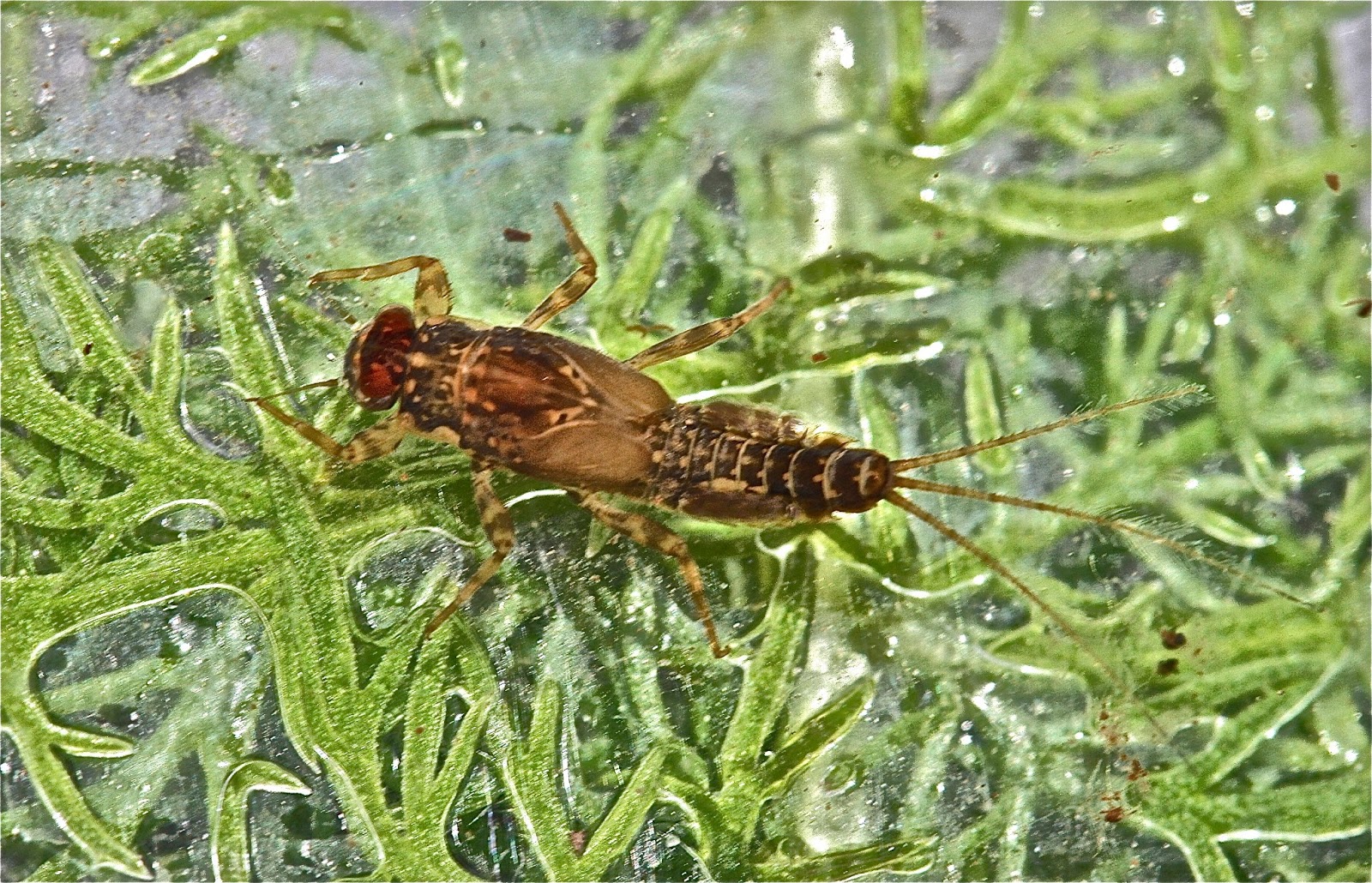 Aquatic Insects of Central Virginia: The Spiny Crawlers of Spring ...