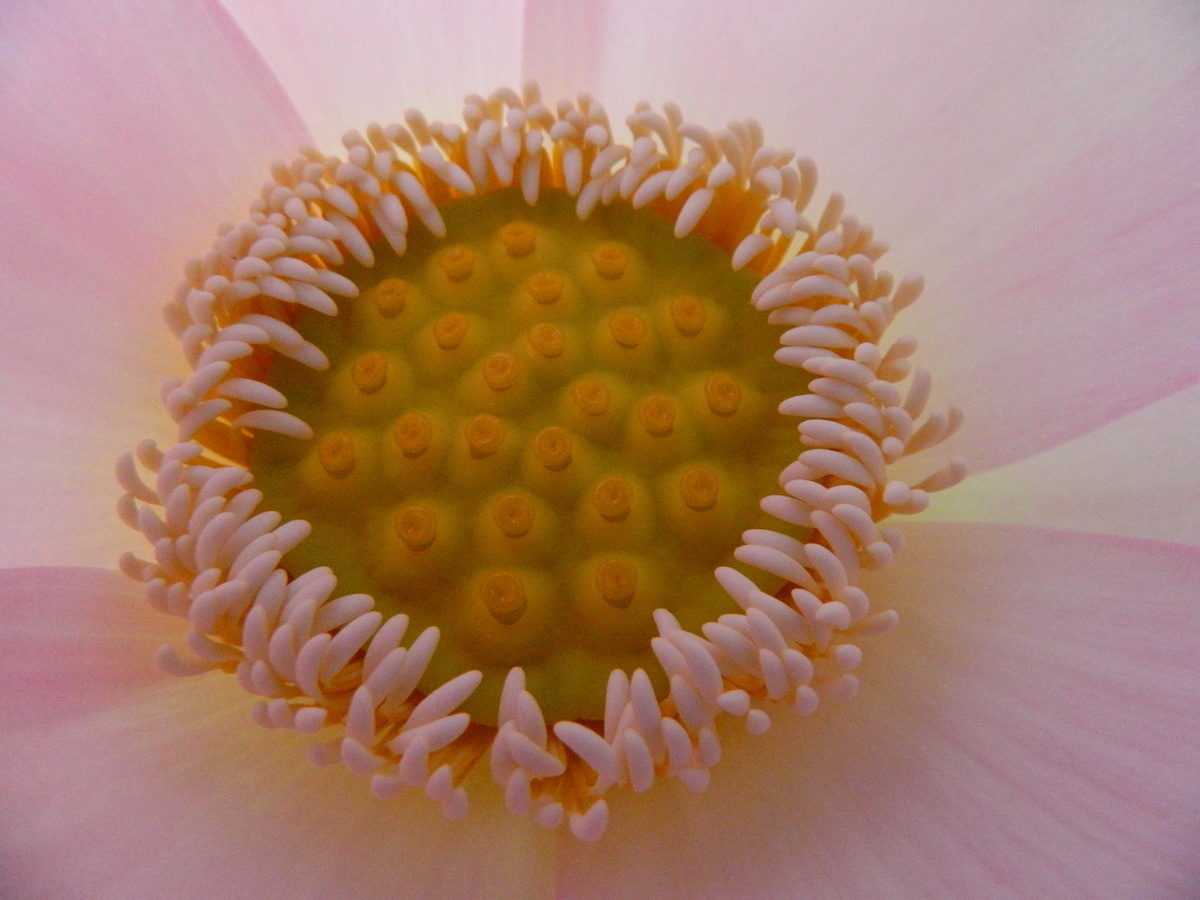 LA MULTI ANI, ROMANIA!: Centrul florii de nufar