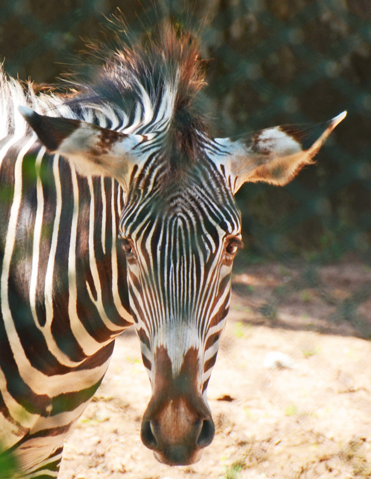 Snippets from Springdale: Zoo Zunday