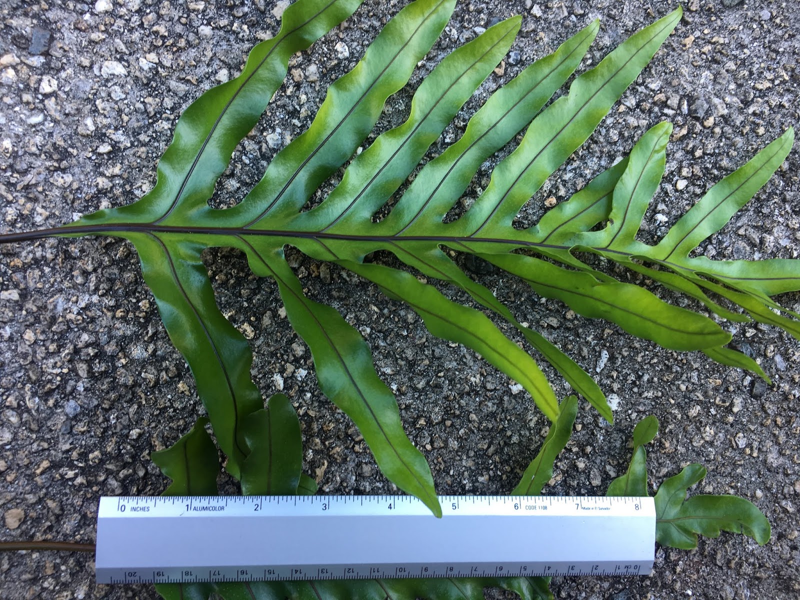 Microsorum scolopendria (Laua'e)