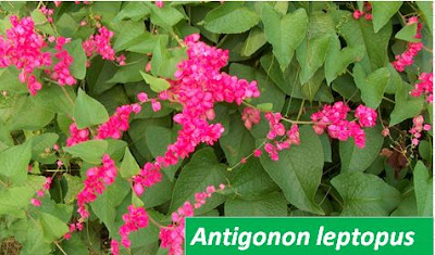 Suara Hati: GAMBAR TANAMAN INANG PREDATOR ULAT PEMAKAN DAUN KELAPA ...