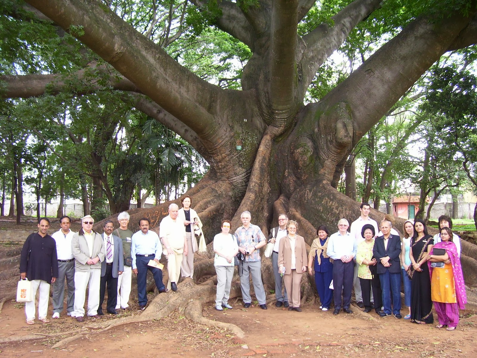 Giant Trees From Around The World: Cotton trees