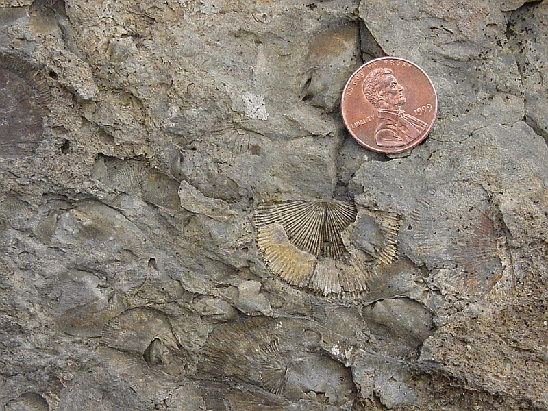 The Marcellus Shale - Part I ~ Hudson Valley Geologist