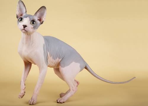 45+ Jenis-Jenis Kucing Peliharaan Terpopuler dan Gambarnya - InfoAkurat.com