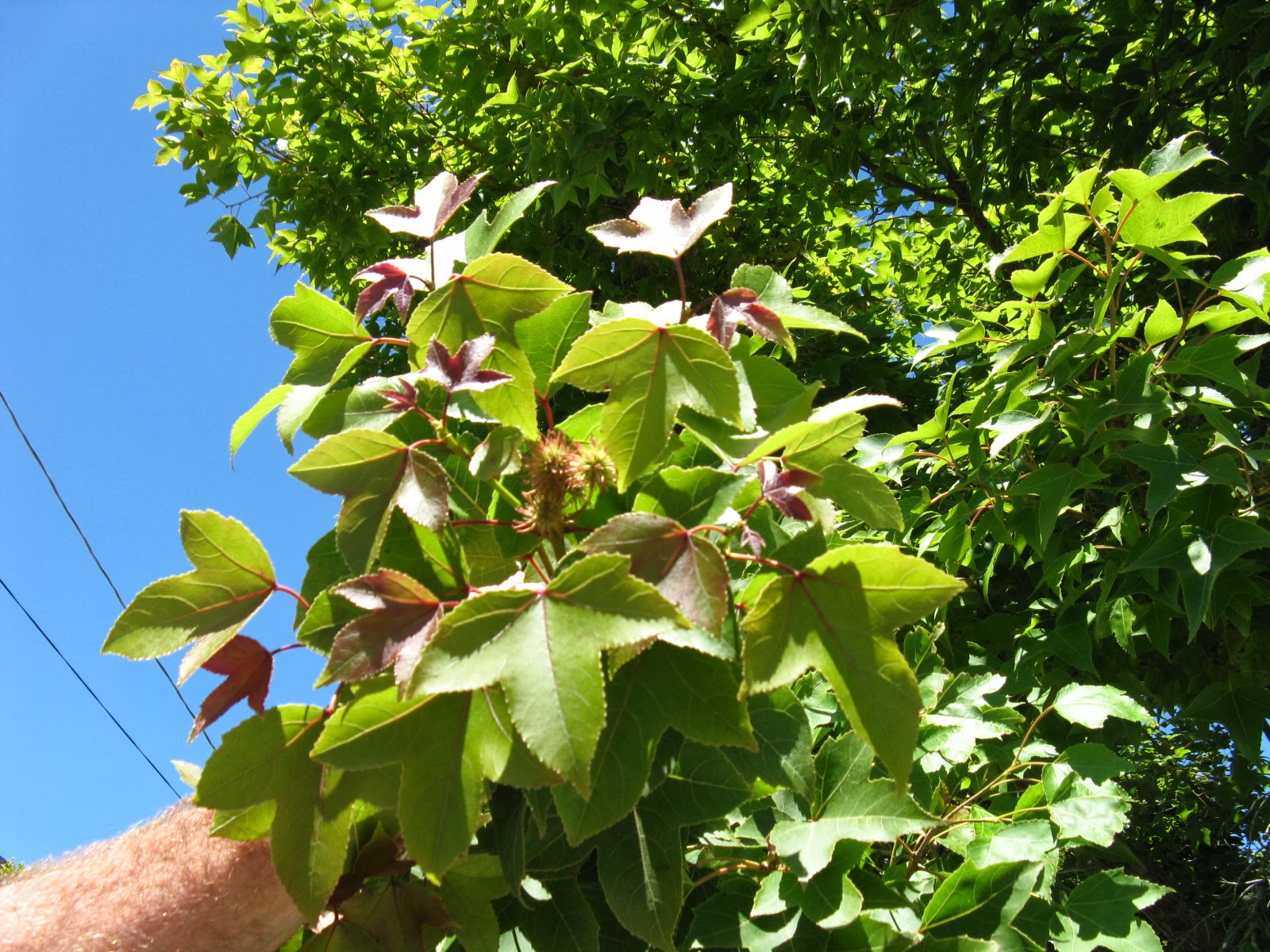 Trees of Santa Cruz County: Liquidambar formosana - Chinese or Formosan ...
