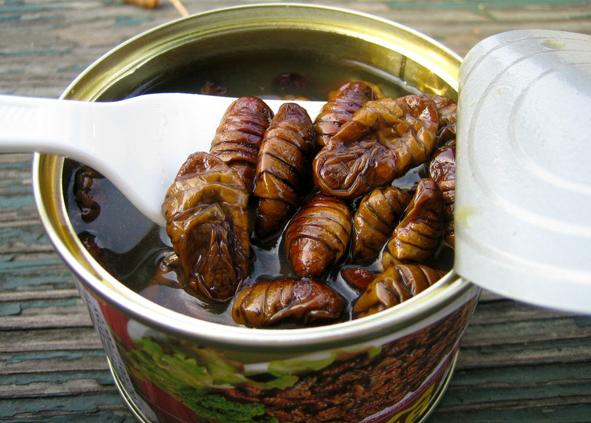 Bizarre Korean Food | Piye Yow