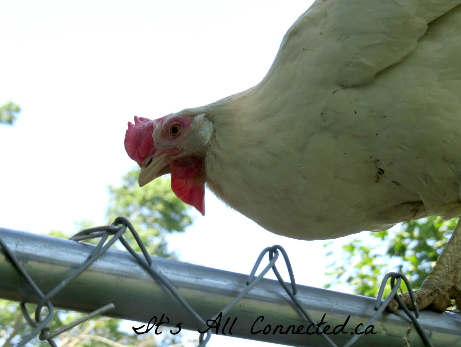 It's All Connected: Listening To The Chickens Talk