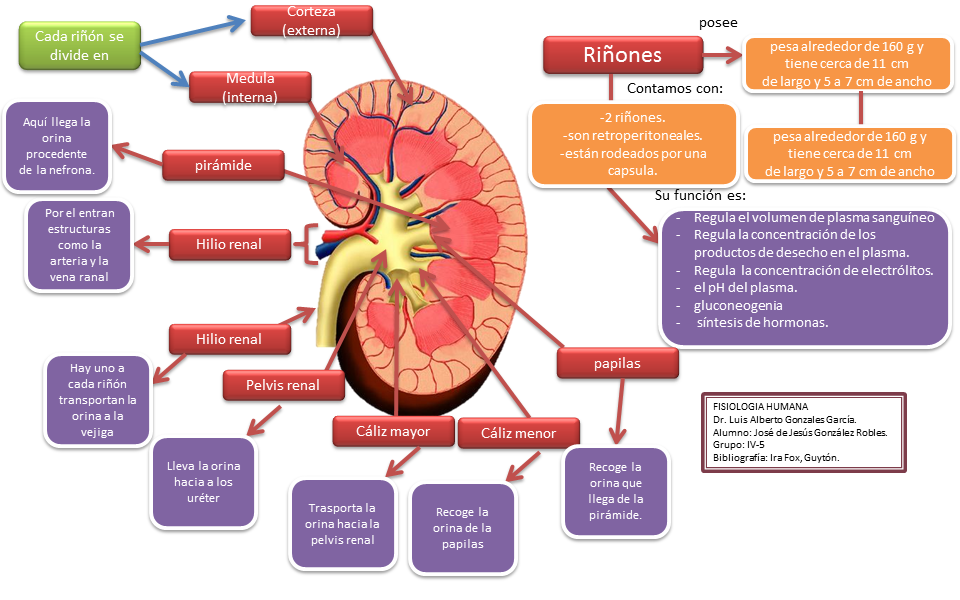 Fisiología Básica : Riñón (Estructura y Función Filtración) MICCION