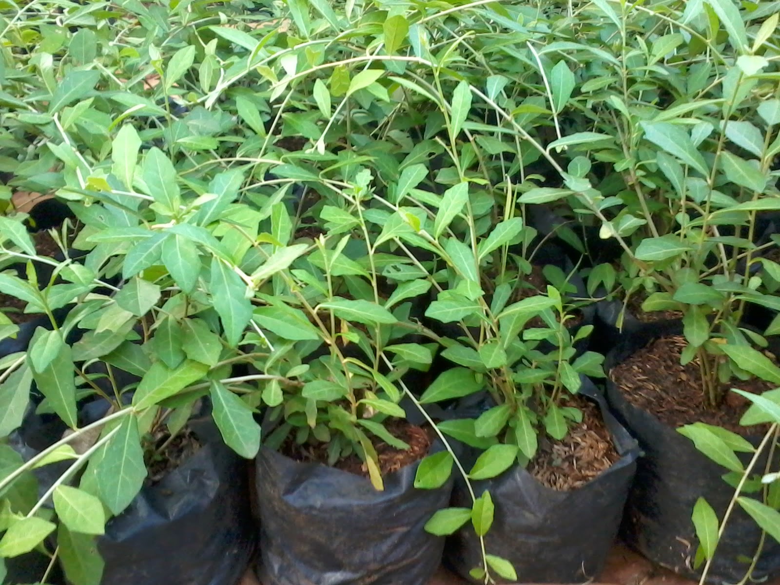 Li Kuan Yu | Jual Tanaman Rambat Menjuntai | Tanaman Lee Kwan Yew ...