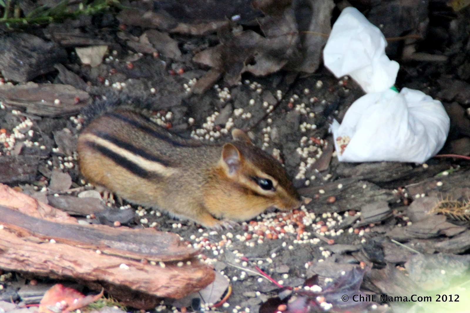 ChiIL Mama : Chipmunk N Children #Ohio #nature