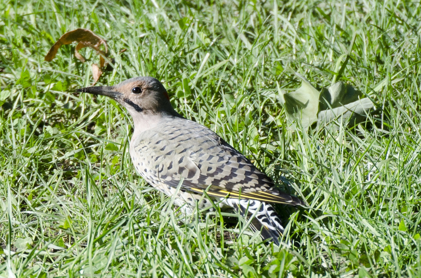 Urban Wildlife Guide: More Flickers