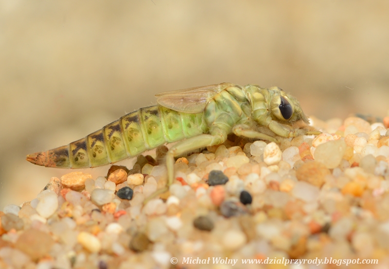 Libellules de France et dAilleurs - DRAGONFLY WORLD: The river clubtail ...