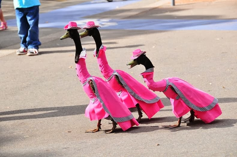 Photogallery of miracles of light: Show dressed geese in Australia