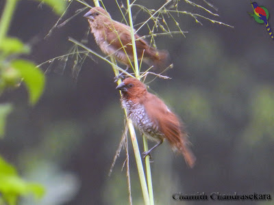 Birding Sri Lanka: Birding In Warapitiya - Matale , Sri Lanka
