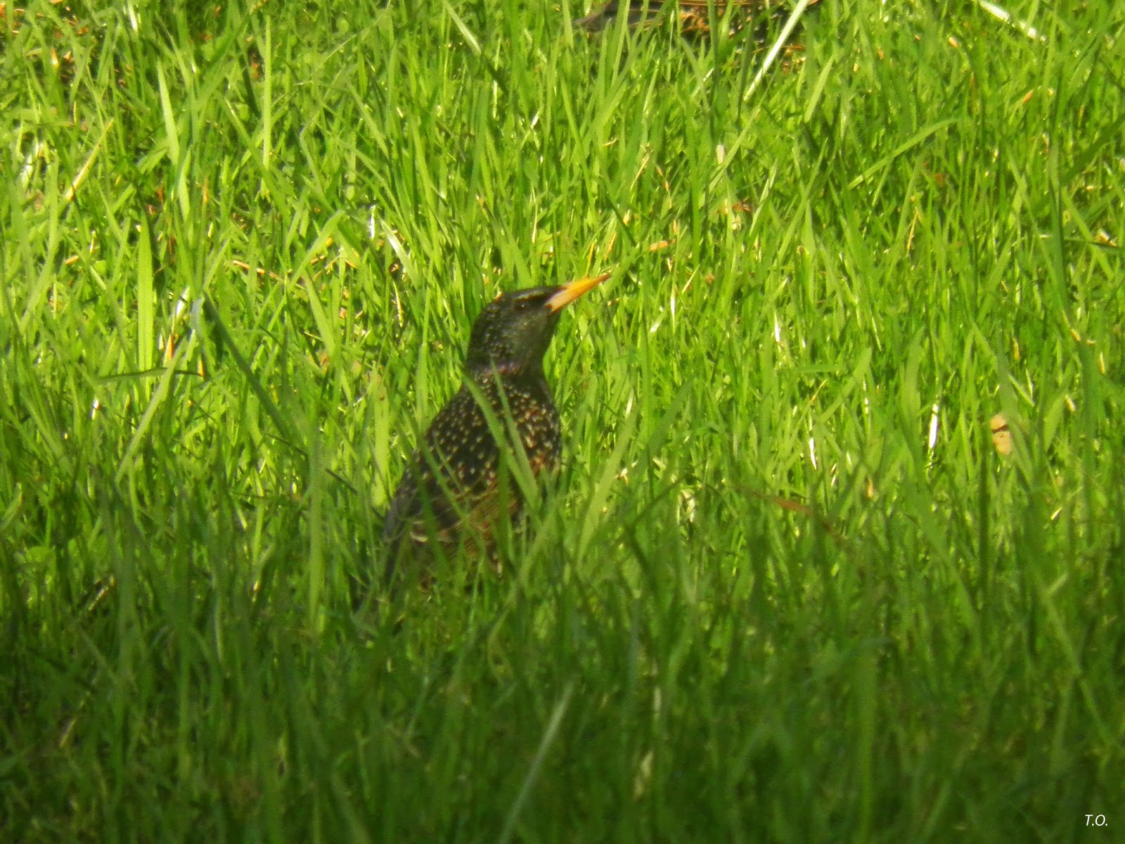 PASARI DIN ROMANIA: GRAUR (1), Sturnus vulgaris