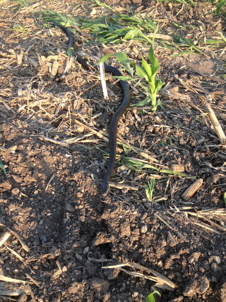 Barnyard Barbie: Adventures with Snakes