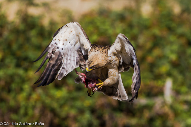 AGUILILLA CALZADA - Hieraatus Pennatus | Observatorio de la Naturaleza