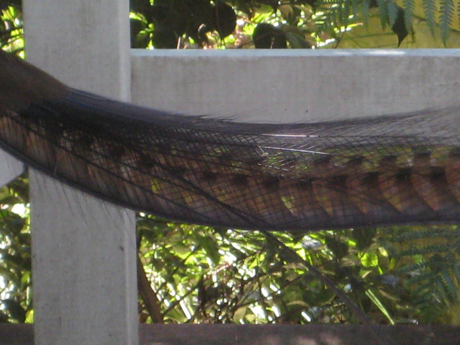 piggywhistles: ANEMONE FUNGUS AND 30 LEGGED BUG