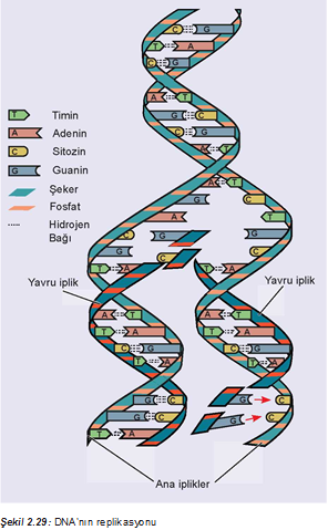 Fen ve Teknoloji Ödevleri: DNA'yı tanıyalım!