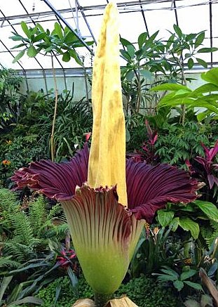Candidimage Photography: Titum Arum Blooming at Royal Botanic Gardens