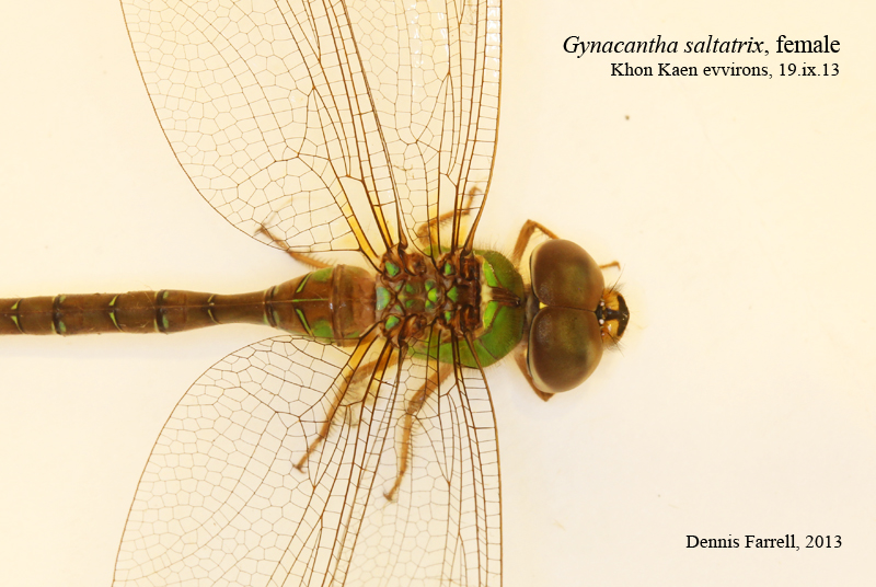 Dragonflies & damselflies of Thailand: 148. Gynacantha saltatrix ...