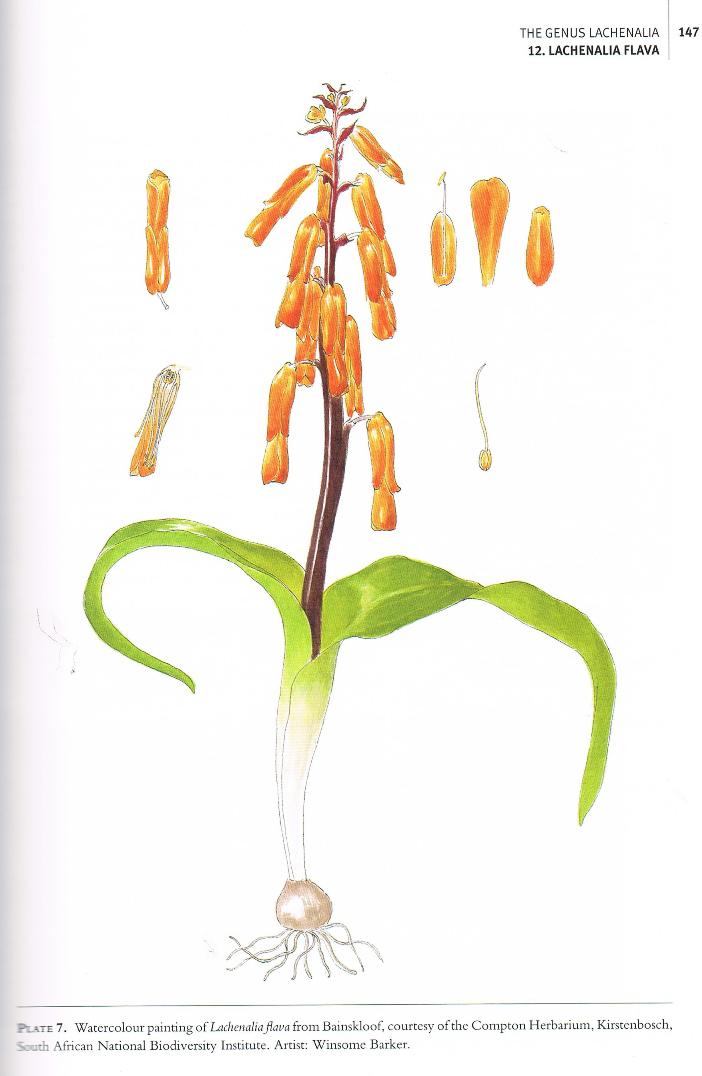 John Grimshaw's Garden Diary: The Genus Lachenalia