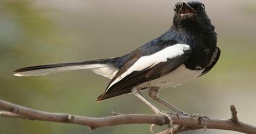 Suara Isian kacer Yang Paling Bagus Untuk Masterin Kacer