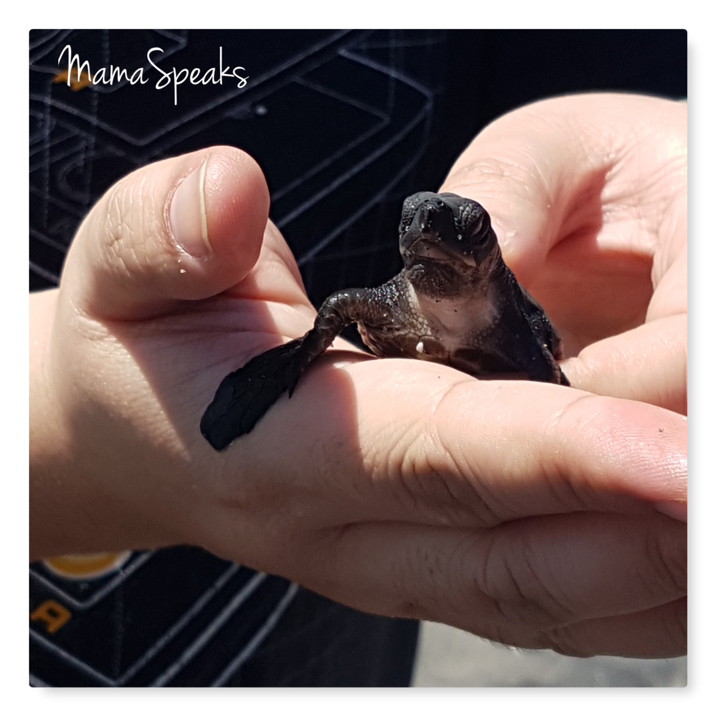 The Travelling Mama: Pawikan Conservation Center Bataan