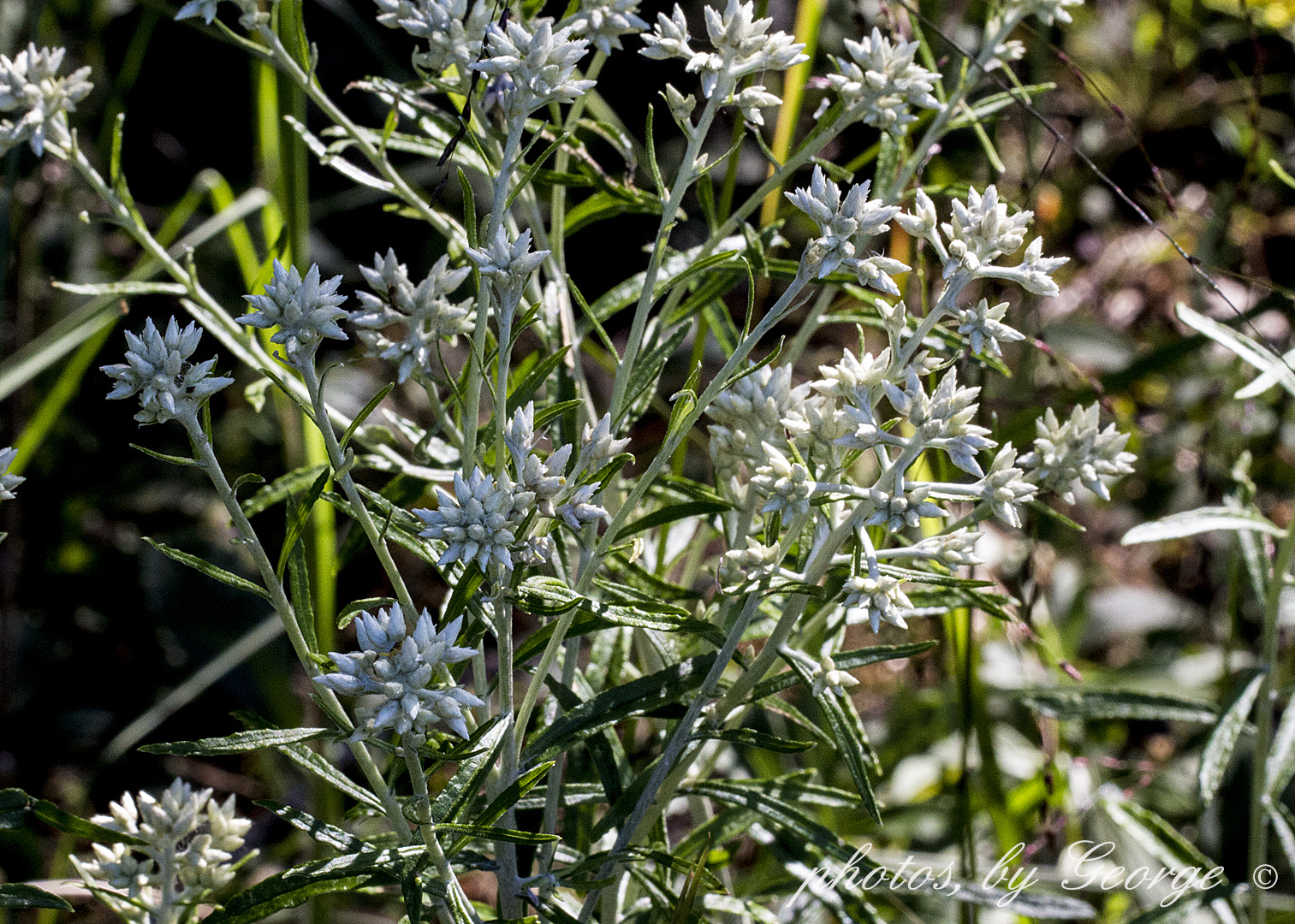 "What's Blooming Now" : Sweet Everlasting, Rabbit Tobacco ...