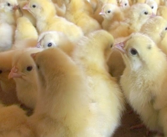 Memilih DOC Ayam Broiler Yang Baik | Distributor DOC Ayam Broiler