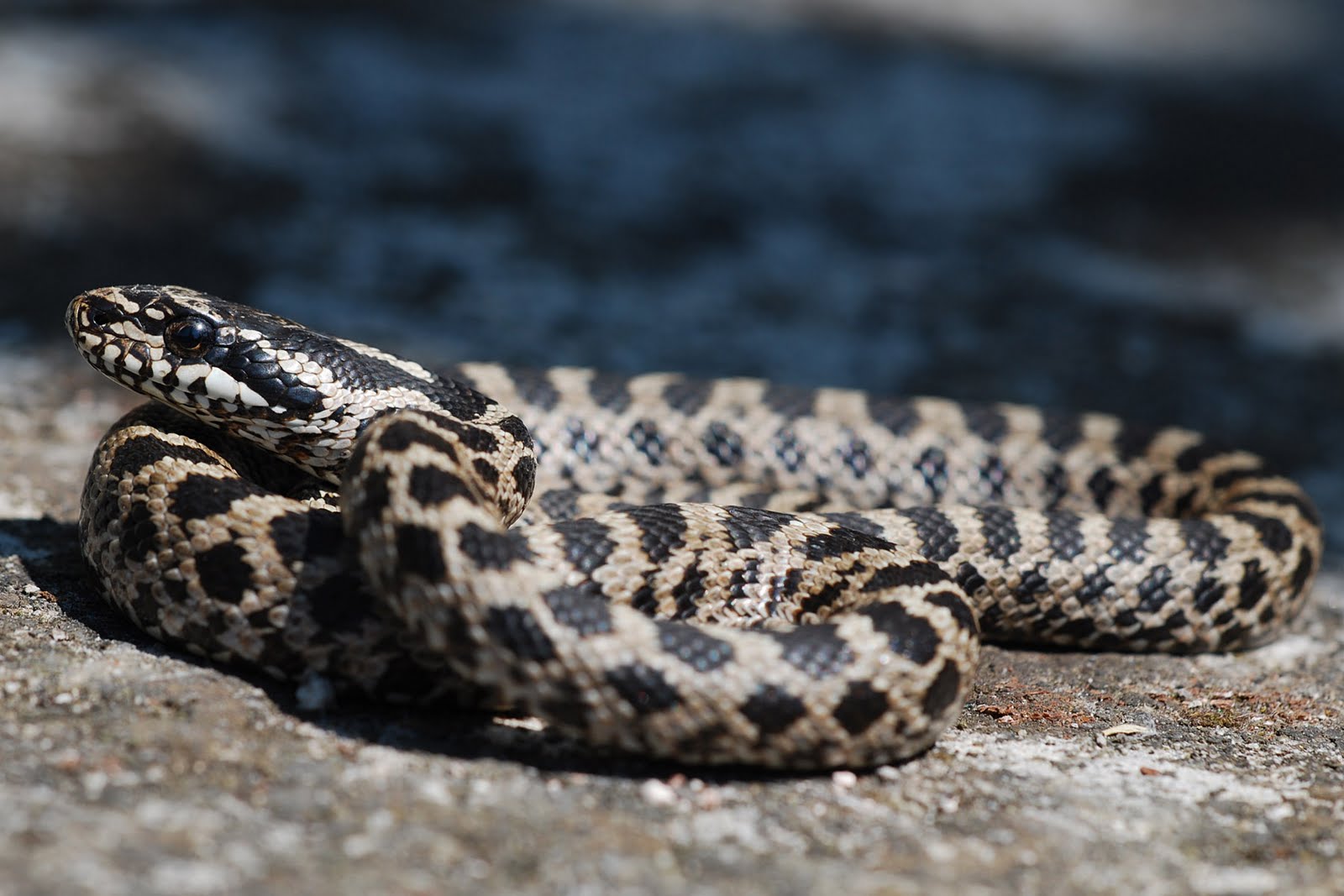 Yorkshire Field Herping and Wildlife Photography: Back To Snake Island ...