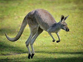 Beautiful Kangroo